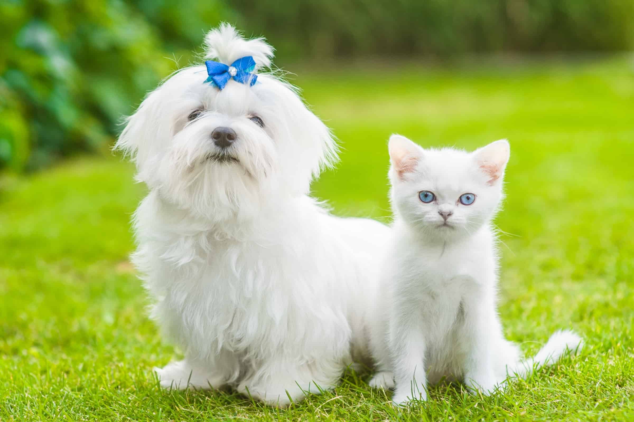 Male vs. Female Maltese: Which Is Better? - Happy Dog Breeds
