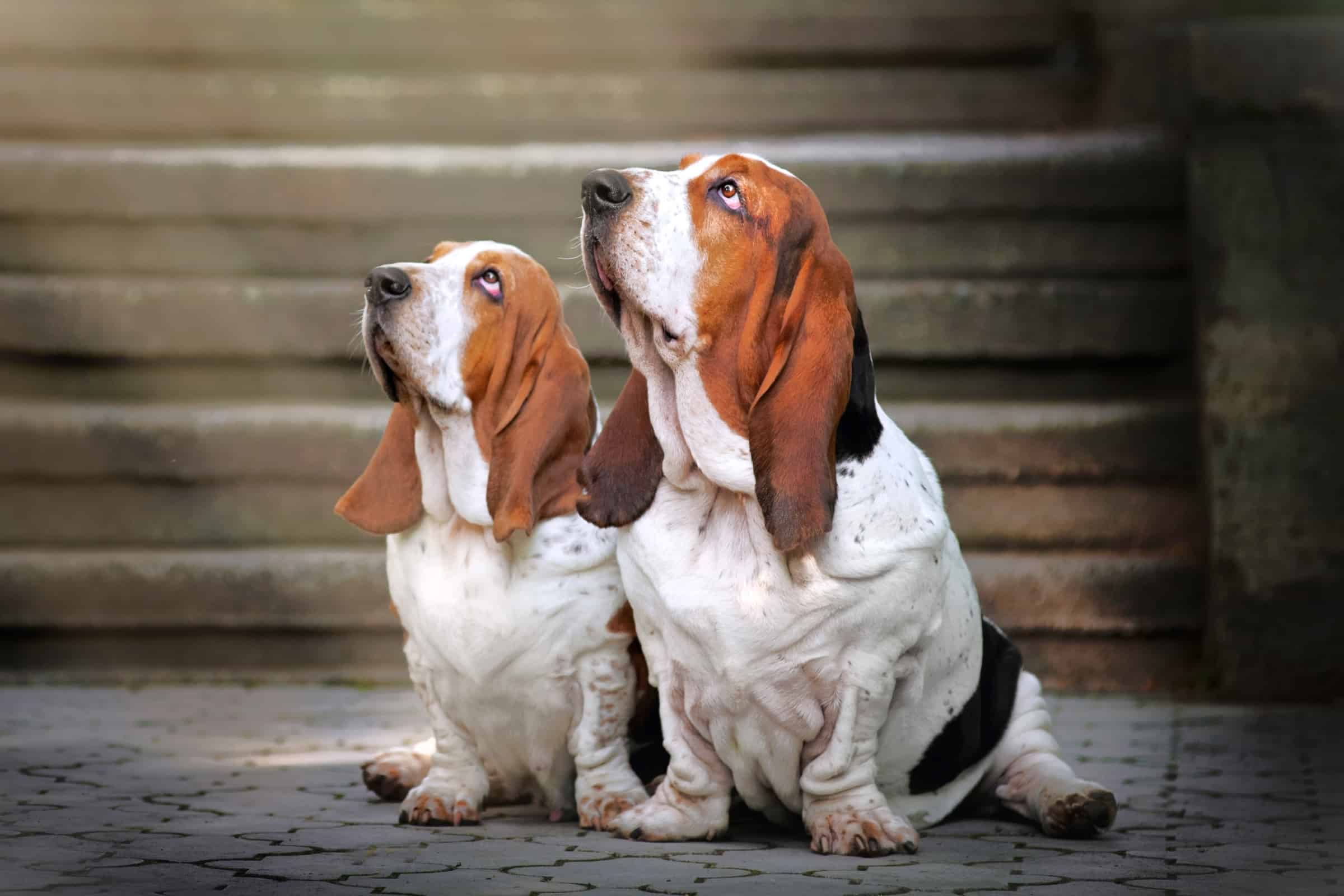 Male vs. Female Basset Hound: Which Is Better?