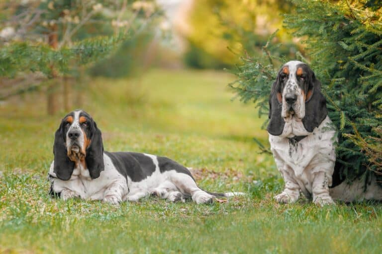 Male vs. Female Basset Hound: Which Is Better?