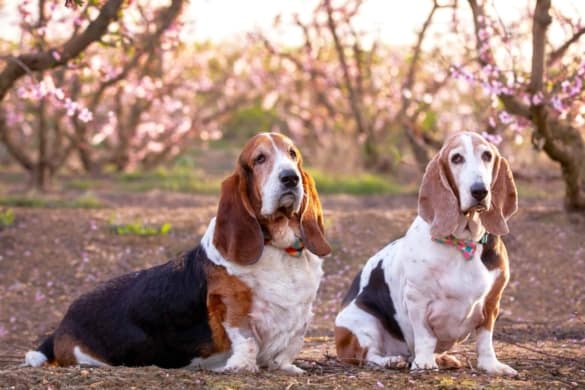 Male vs. Female Basset Hound: Which Is Better?