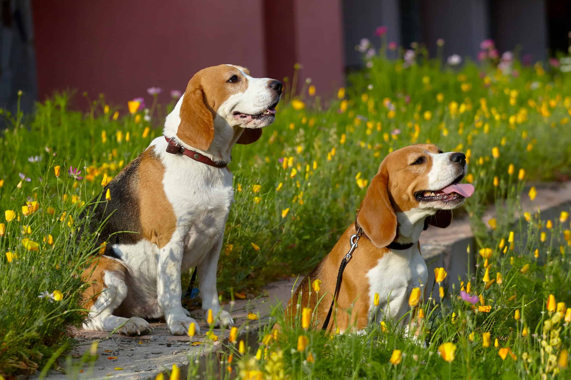 Male vs. Female Beagle: Which Is Better? - Happy Dog Breeds