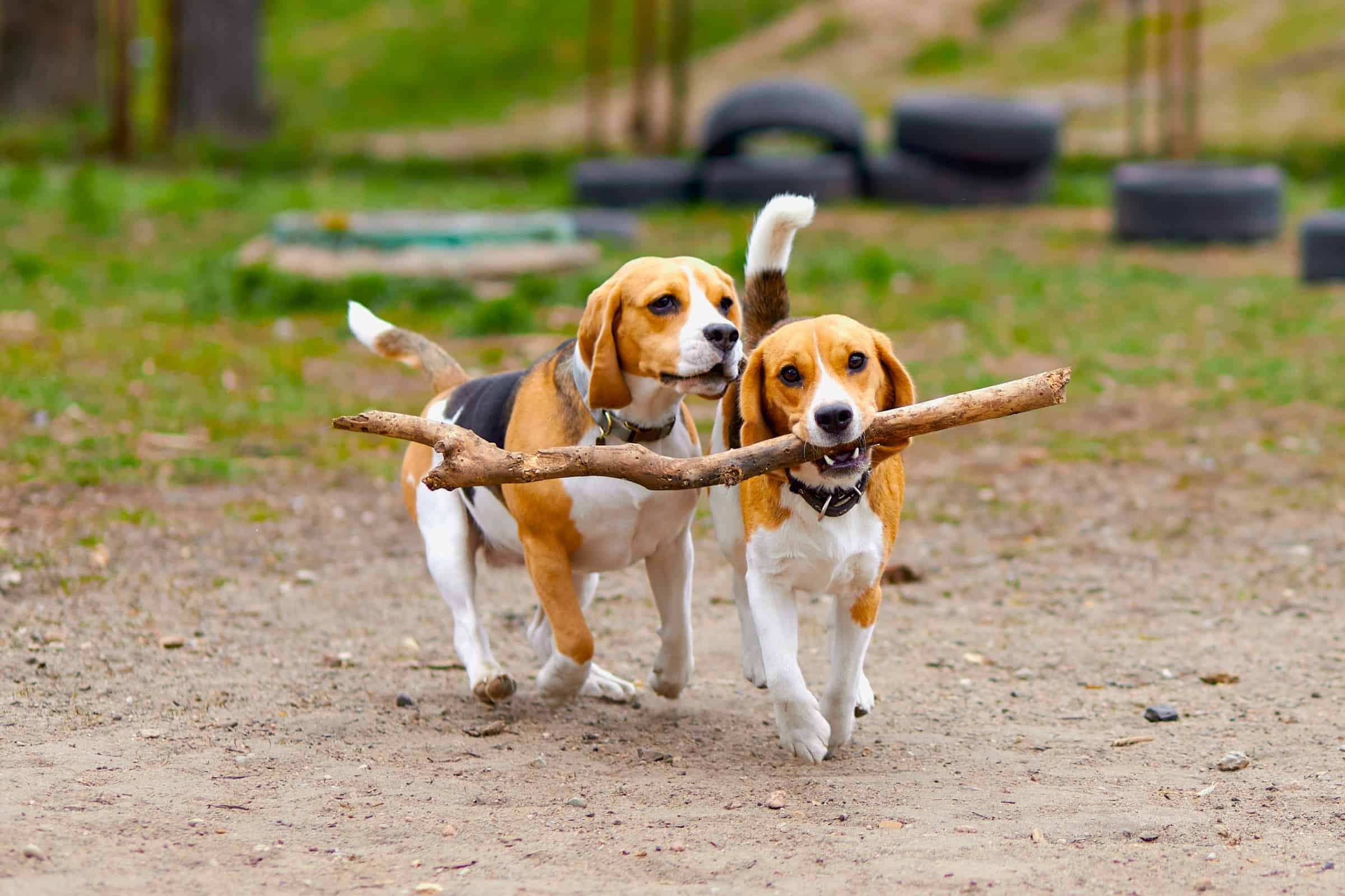 Male vs. Female Beagle: Which Is Better? - Happy Dog Breeds