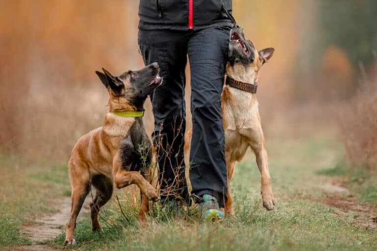Male vs. Female Belgian Malinois: Which Is Better?