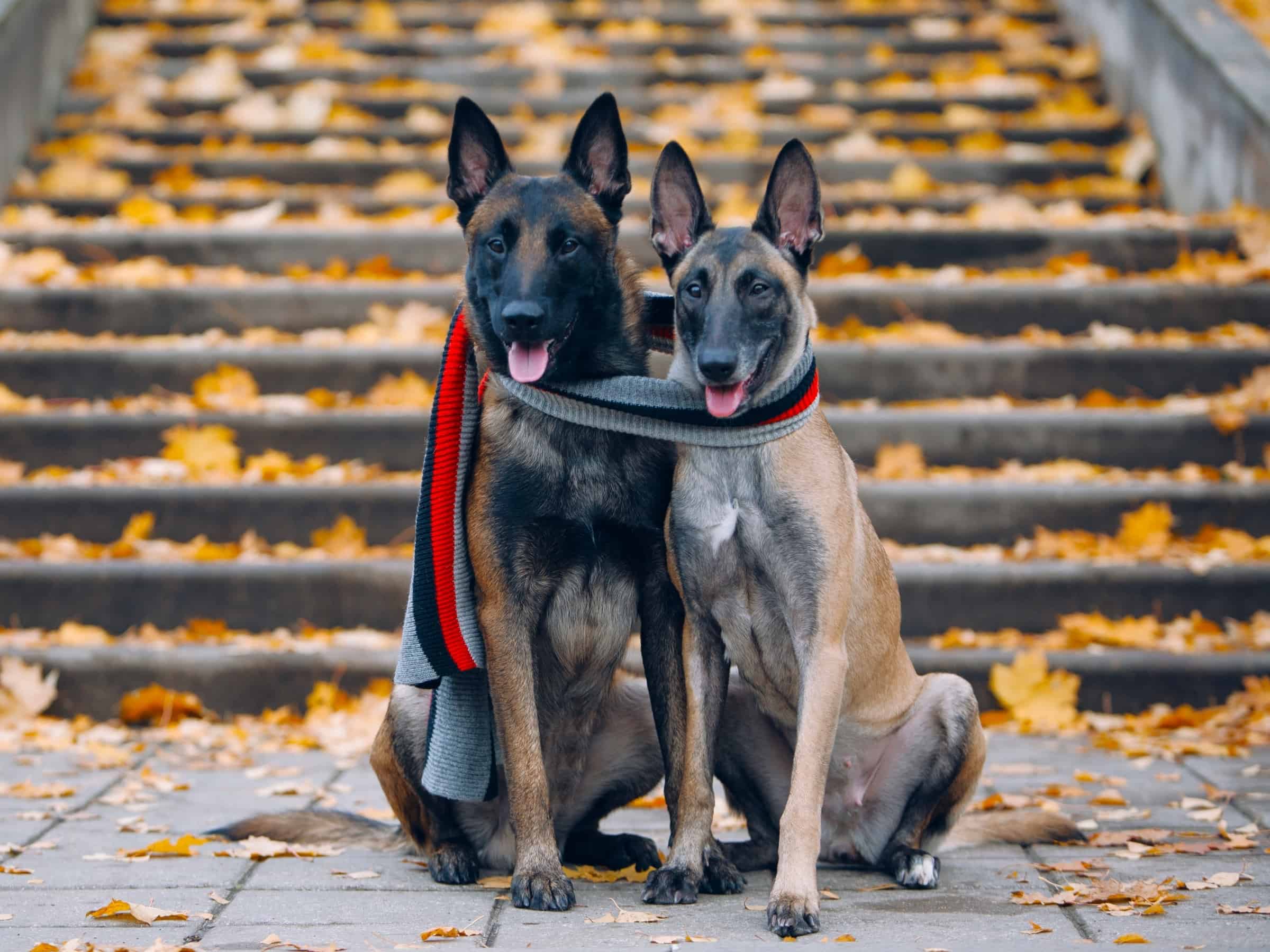 Male vs. Female Belgian Malinois: Which Is Better?