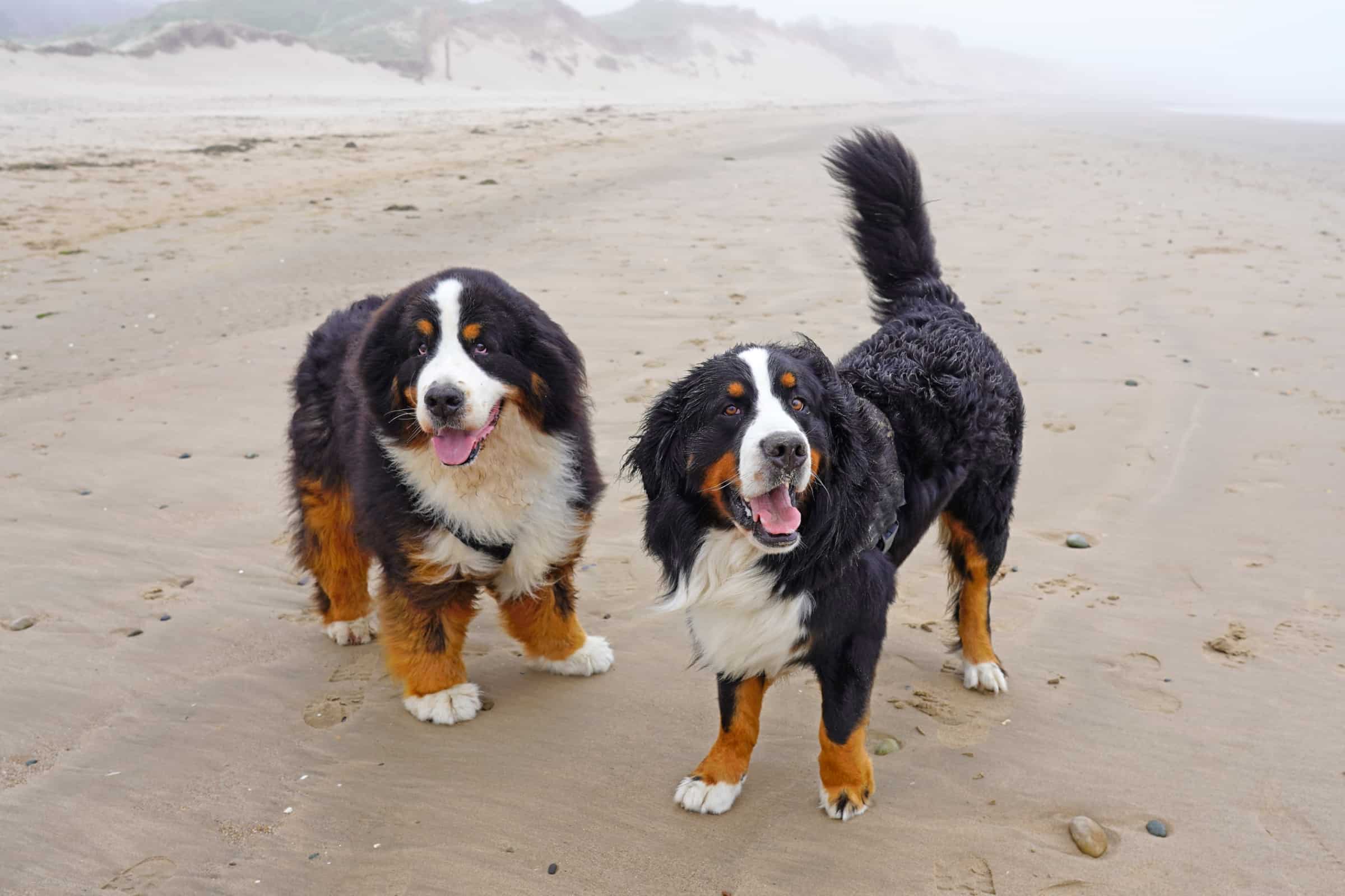 Male vs. Female Bernese Mountain Dog: Which Is Better?