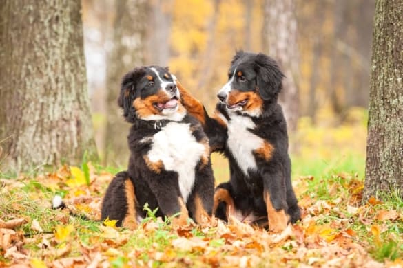 Male vs. Female Bernese Mountain Dog: Which Is Better?