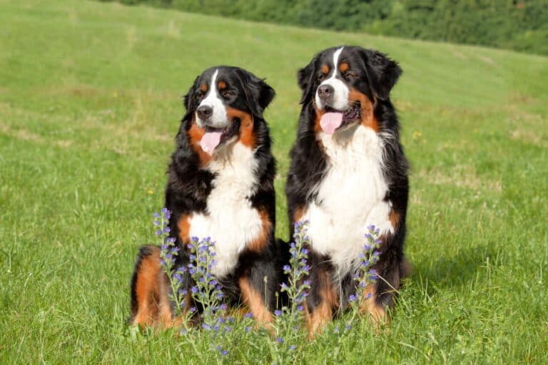Male vs. Female Bernese Mountain Dog: Which Is Better?