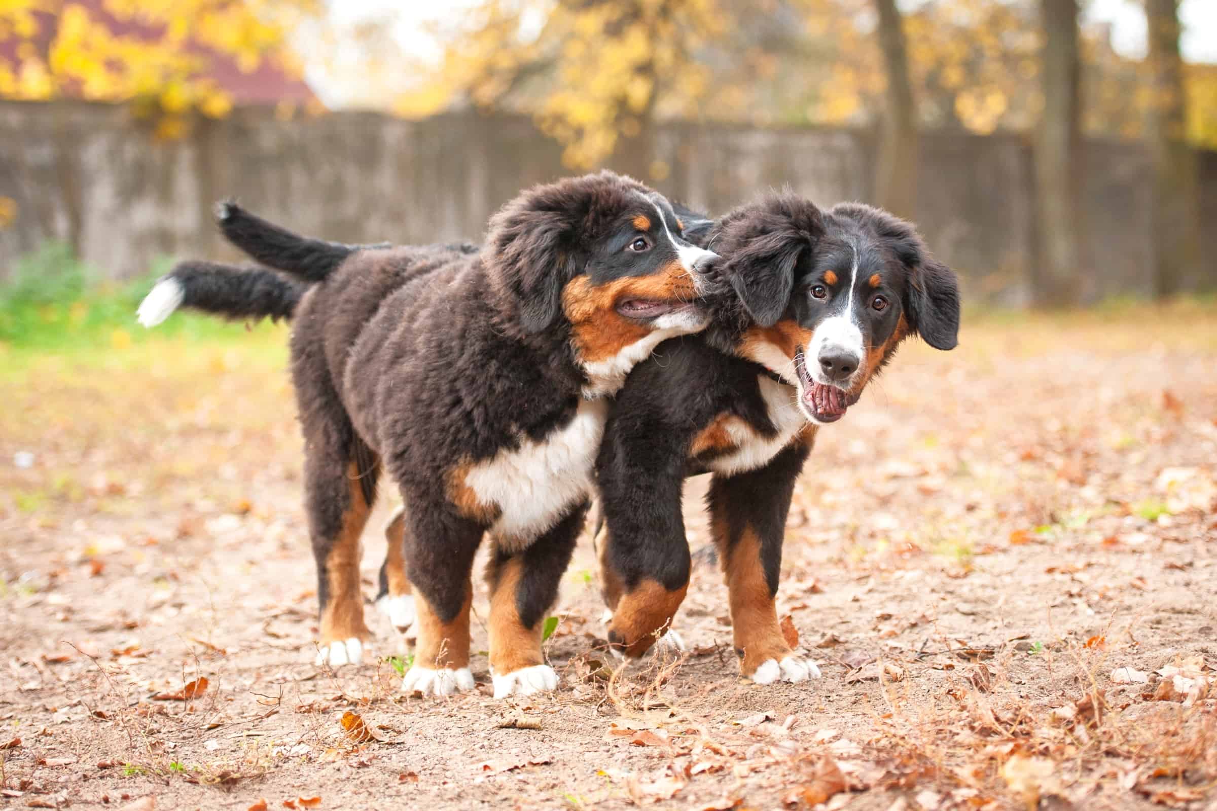 Male vs. Female Bernese Mountain Dog: Which Is Better?