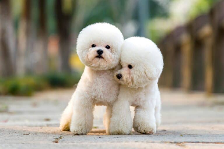 Male vs. Female Bichon Frise: Which Is Better?
