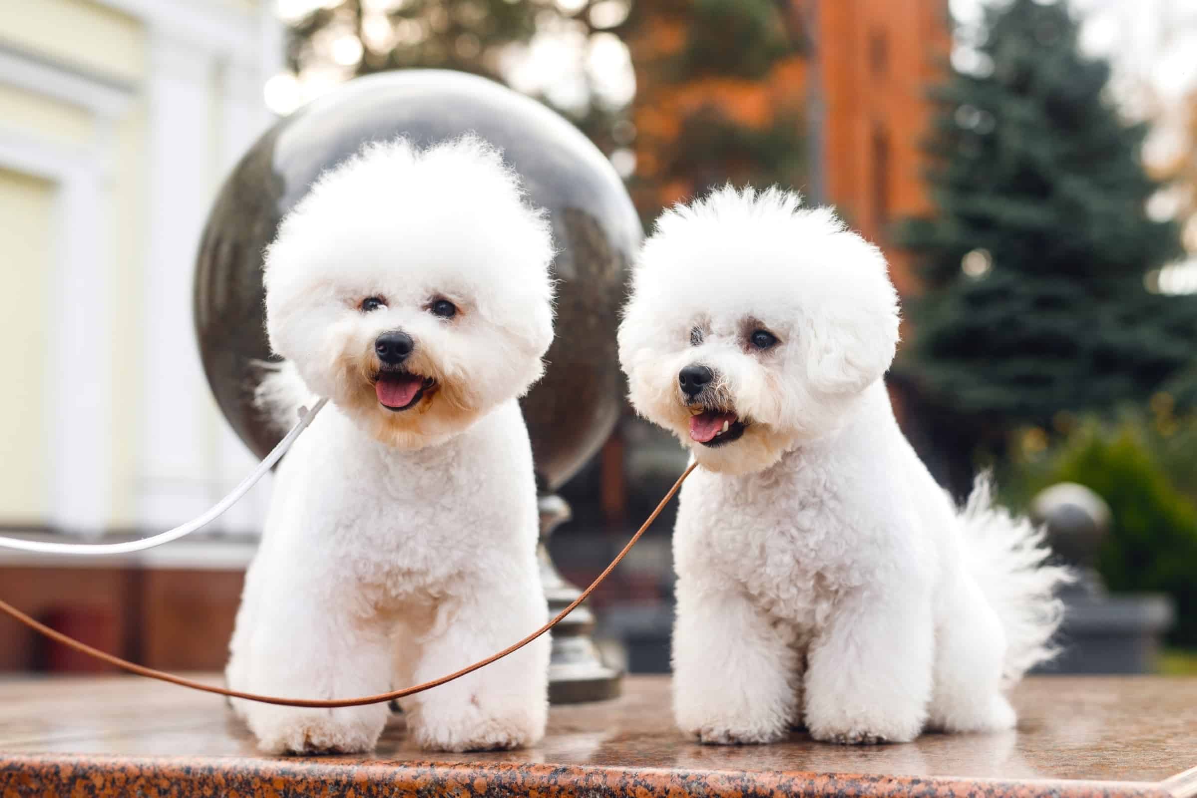 Male vs. Female Bichon Frise: Which Is Better?