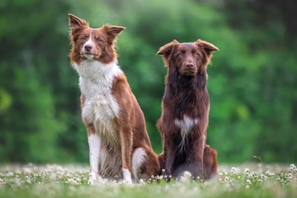 Male vs. Female Border Collie: Which Is Better?