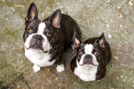 Male vs. Female Boston Terrier: Which Is Better?