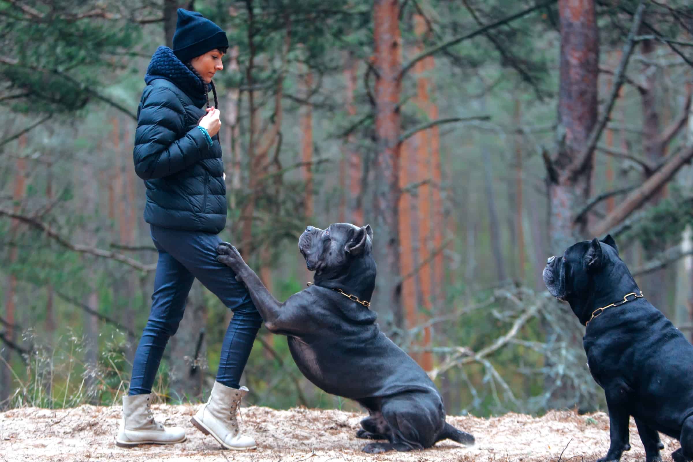 Male vs. Female Cane Corso: Which Is Better?