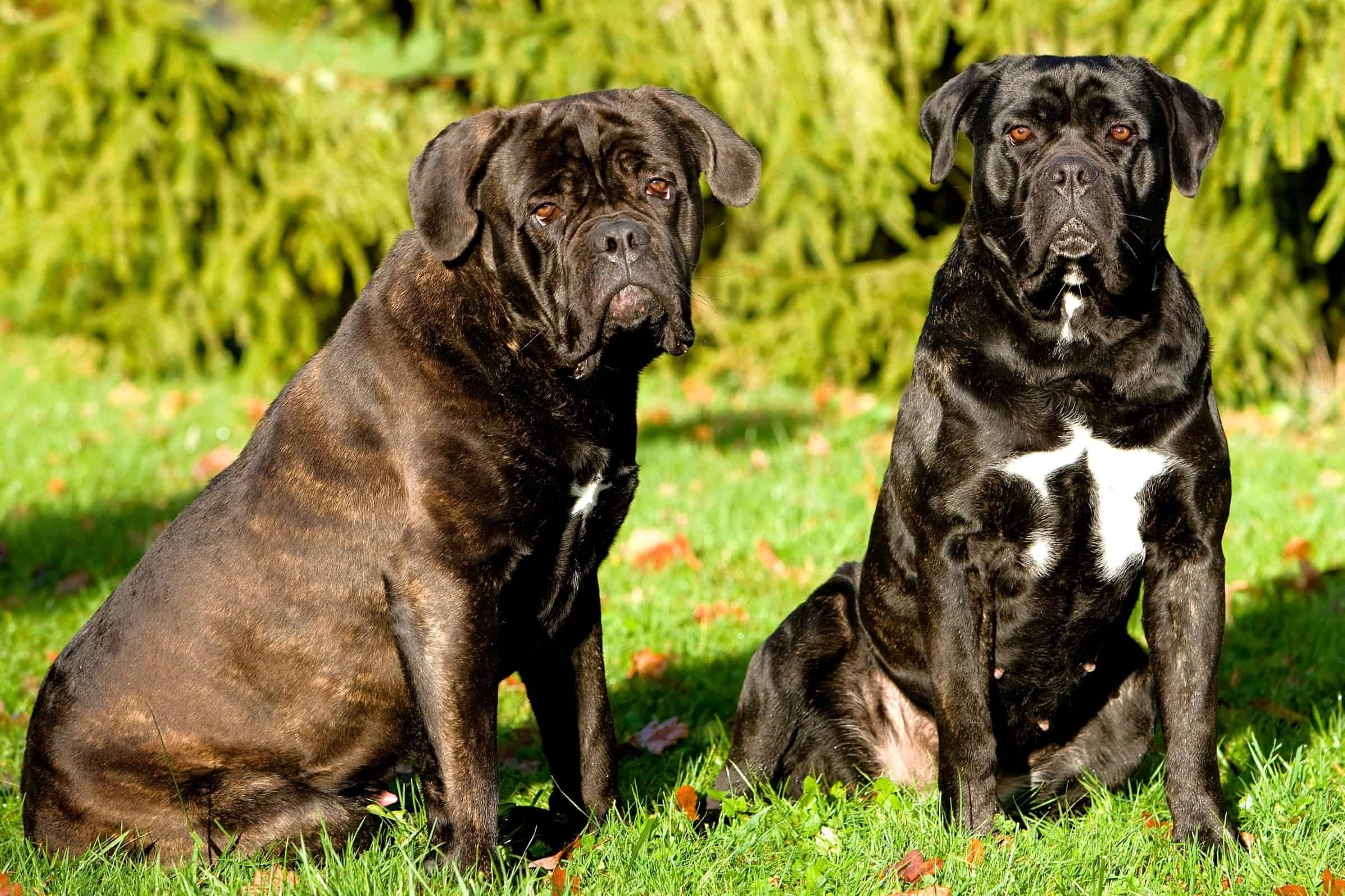 Male vs. Female Cane Corso: Which Is Better?