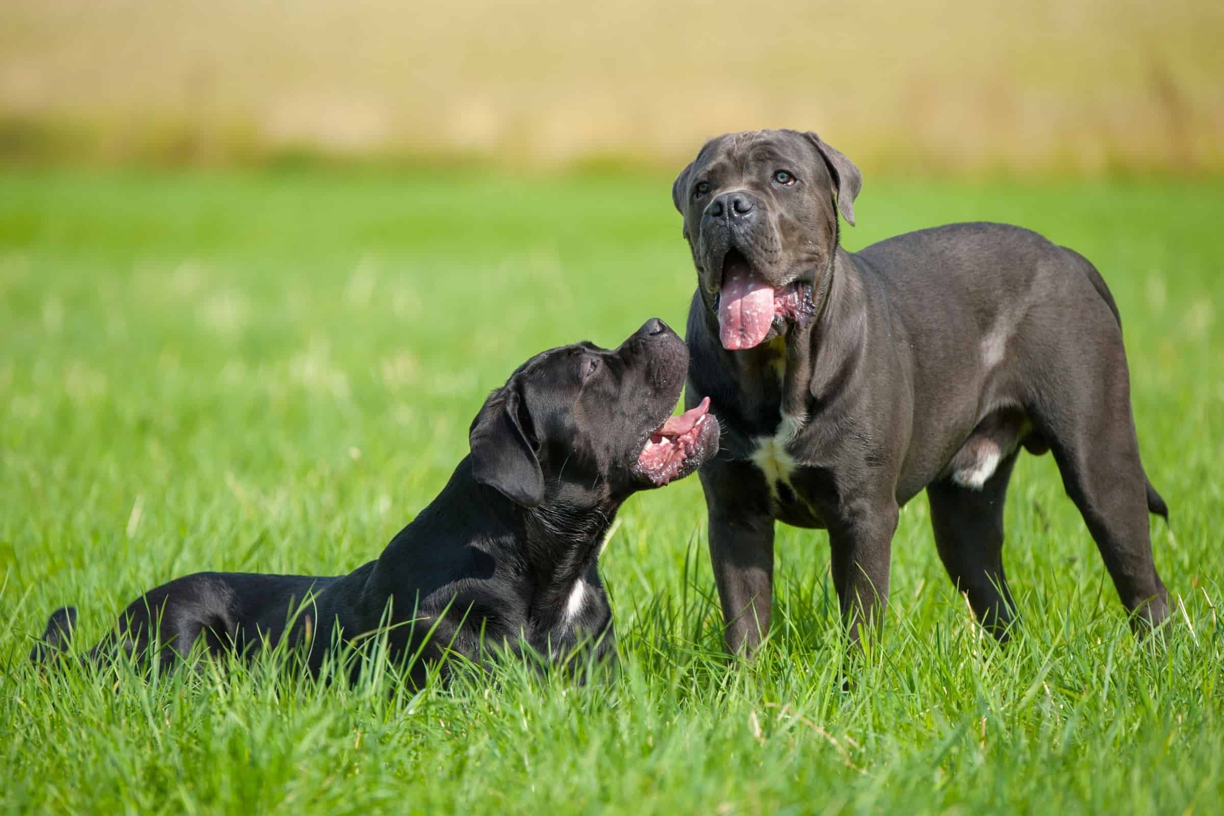 Male vs. Female Cane Corso: Which Is Better?