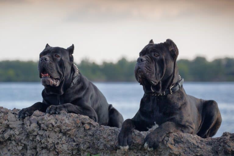 Male vs. Female Cane Corso: Which Is Better?