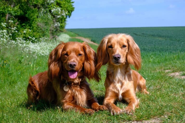 Male vs. Female Cocker Spaniel: Which Is Better?