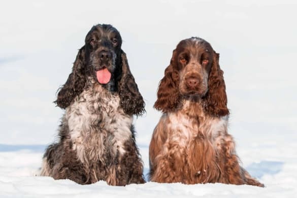 Male vs. Female Cocker Spaniel: Which Is Better?