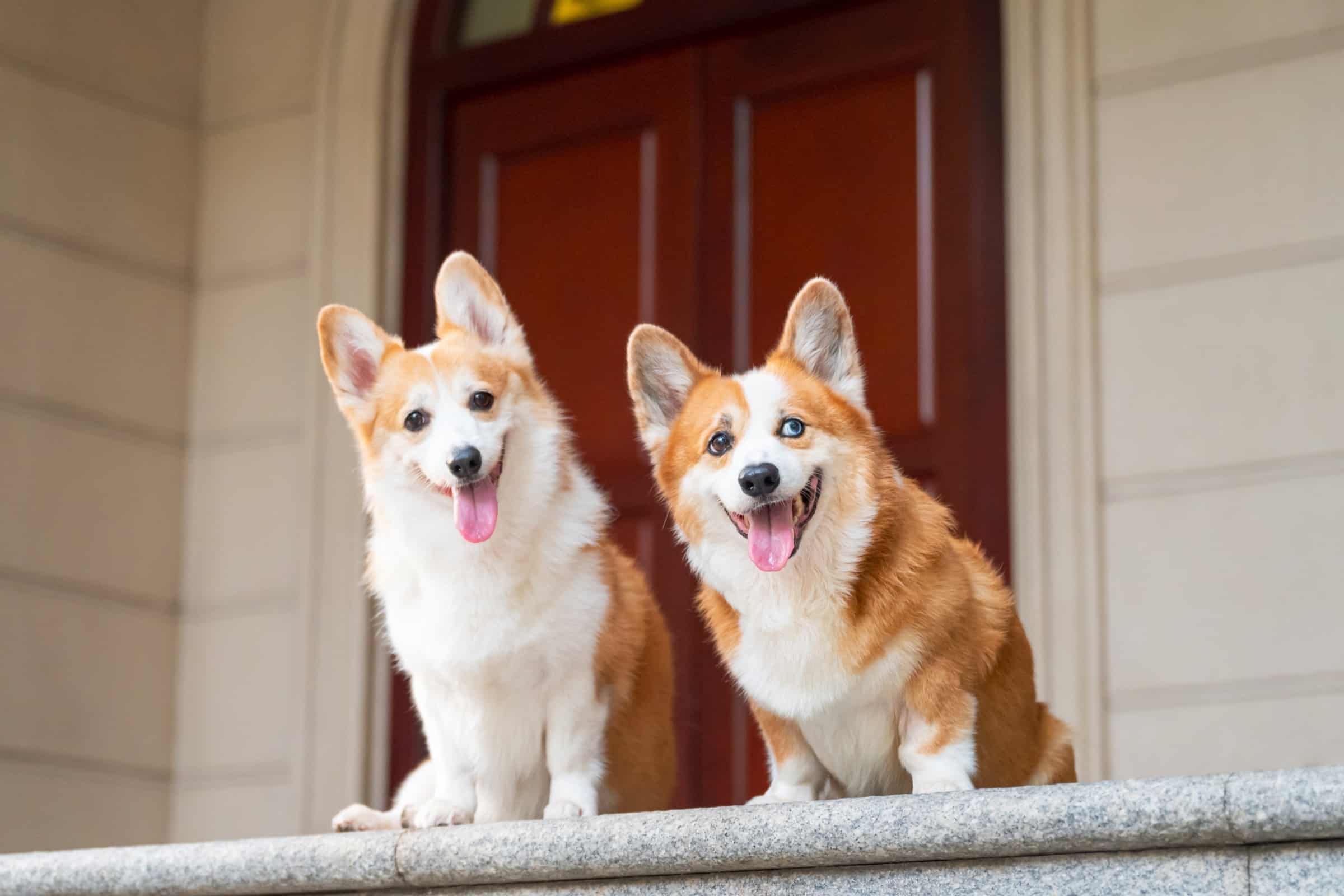 Male vs. Female Corgi: Which Is Better? - Happy Dog Breeds