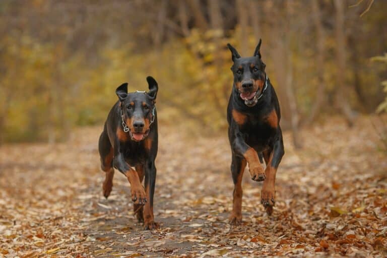 Male vs. Female Doberman: Which Is Better?