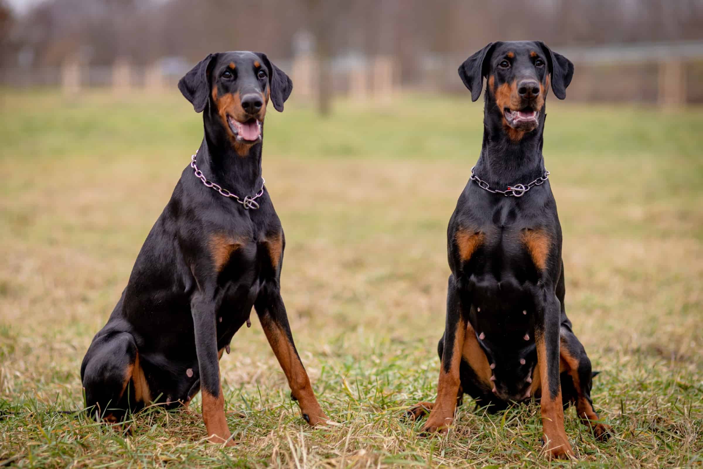 Male vs. Female Doberman: Which Is Better?