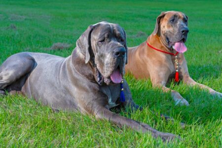 Male vs. Female Great Dane: Which Is Better?