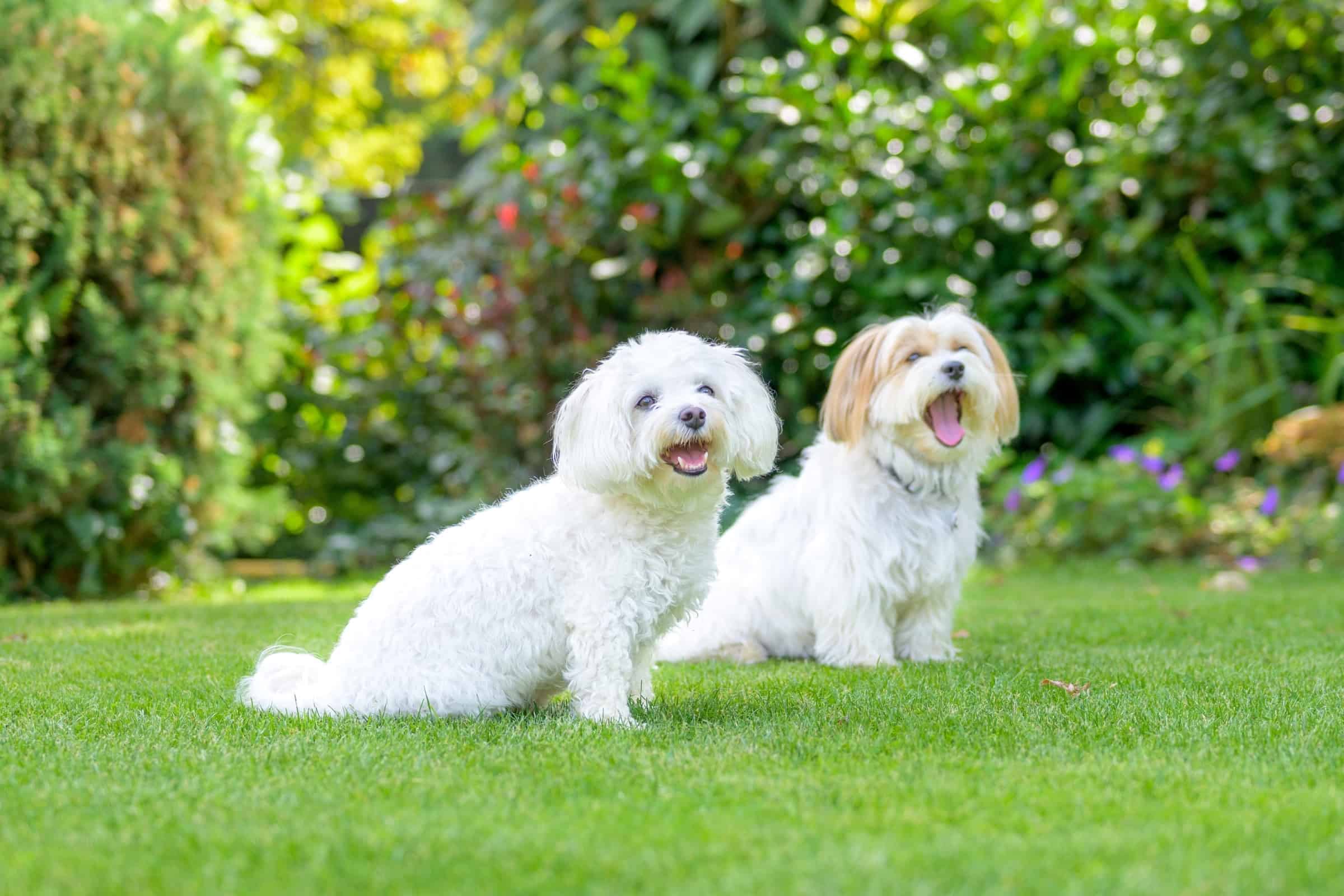 Male vs. Female Maltese: Which Is Better? - Happy Dog Breeds