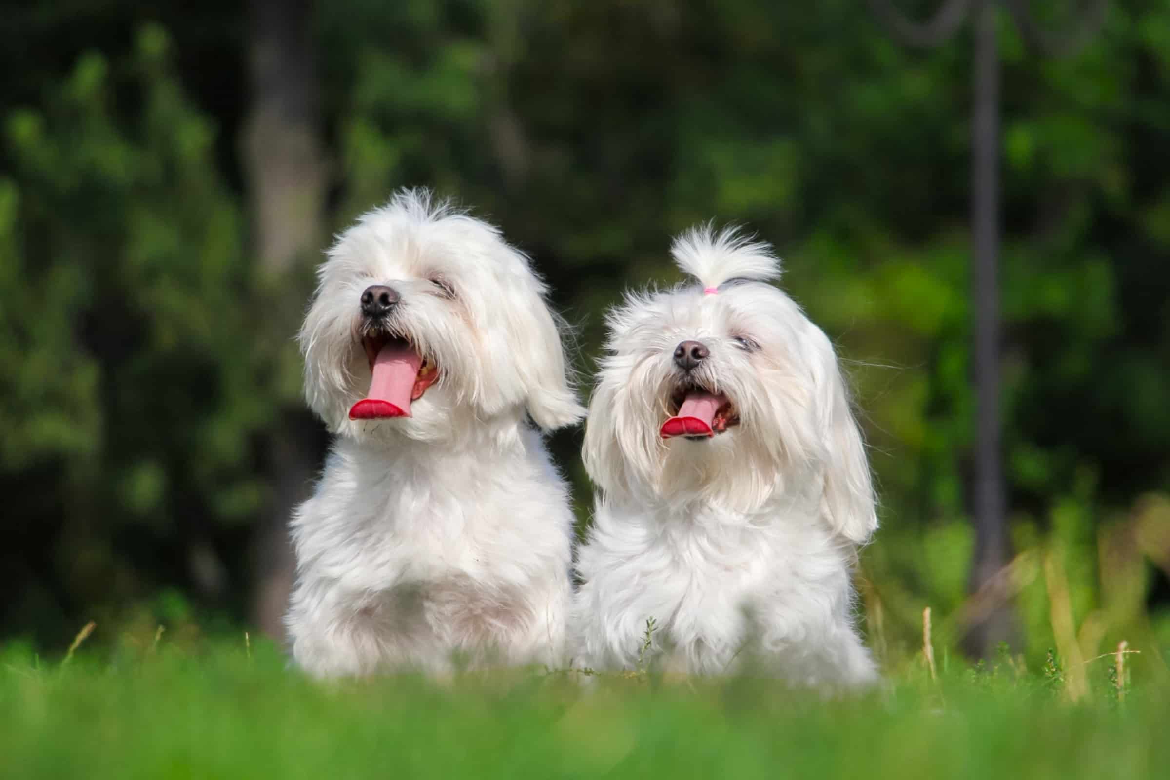 Male vs. Female Maltese: Which Is Better? - Happy Dog Breeds