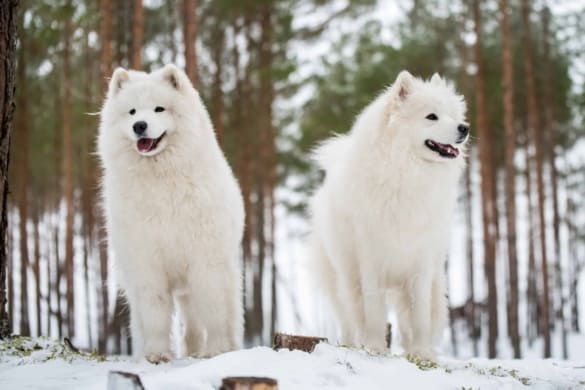 Male vs. Female Samoyed: Which Is Better?