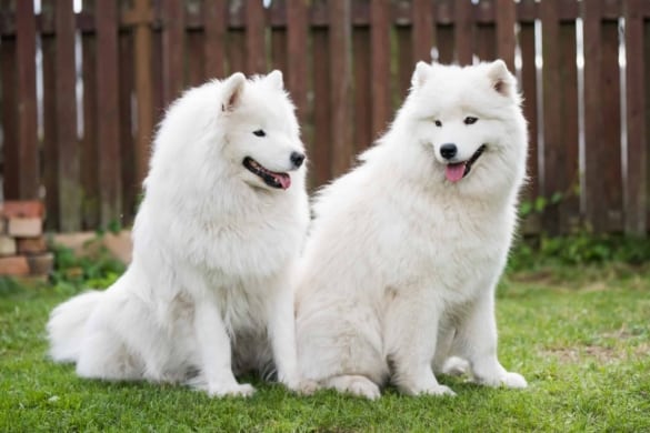 Male vs. Female Samoyed: Which Is Better?