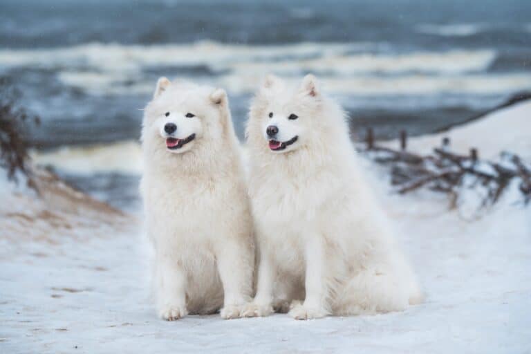 Male vs. Female Samoyed: Which Is Better?