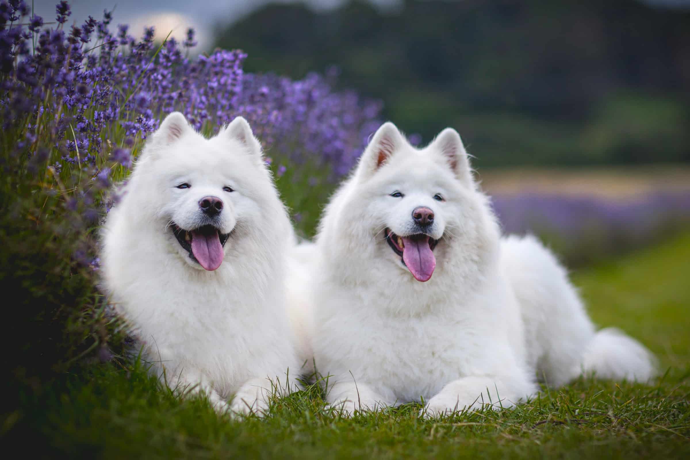 Male vs. Female Samoyed: Which Is Better?