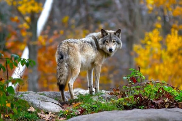 German Shepherd vs. Wolf: 13+ Key Differences & Similarities