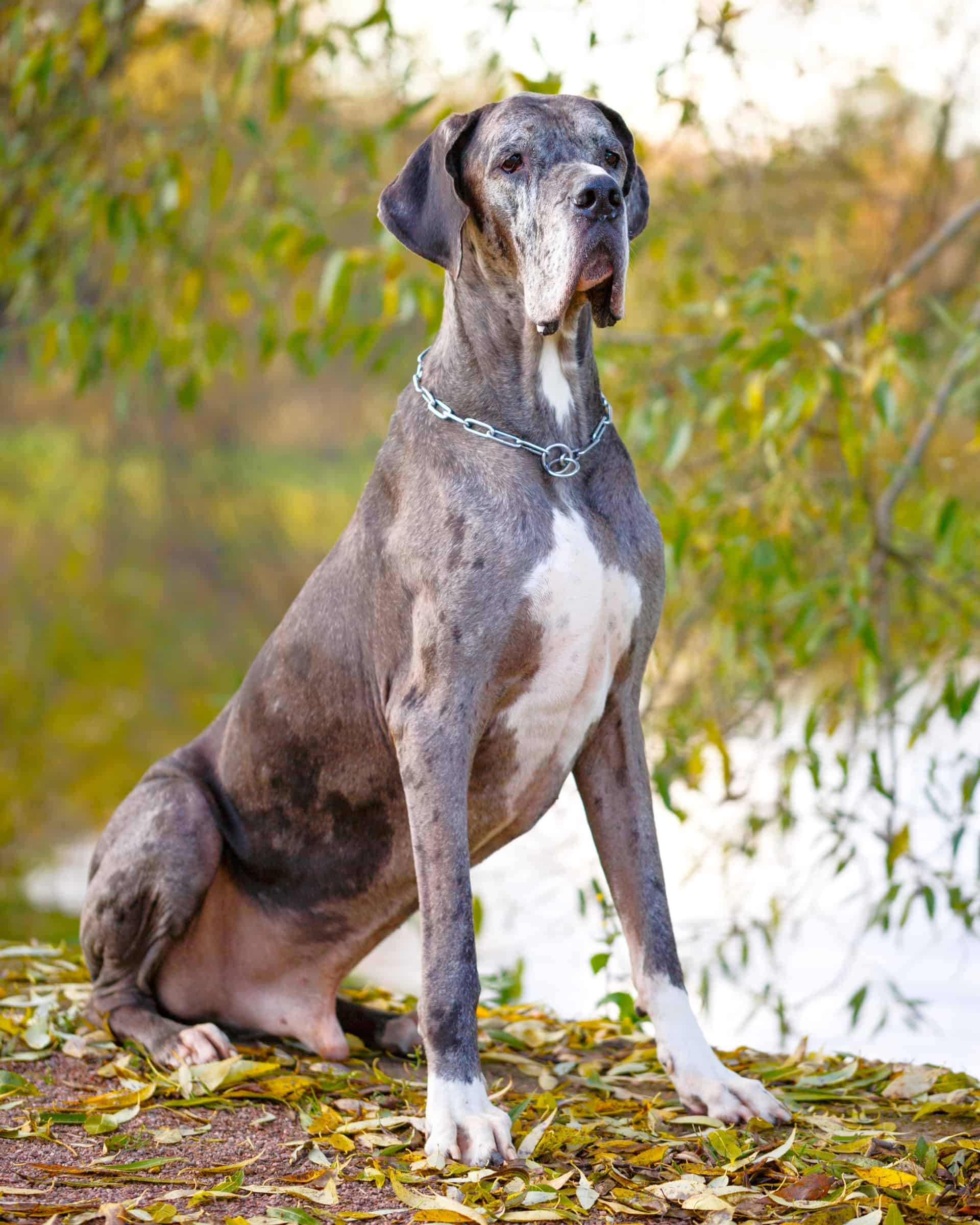 Harlequin Great Dane: Facts, Appearance, Genetics & Pictures