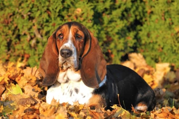 Mini Basset Hound: Breed Info, Size, Pictures, Traits & Facts