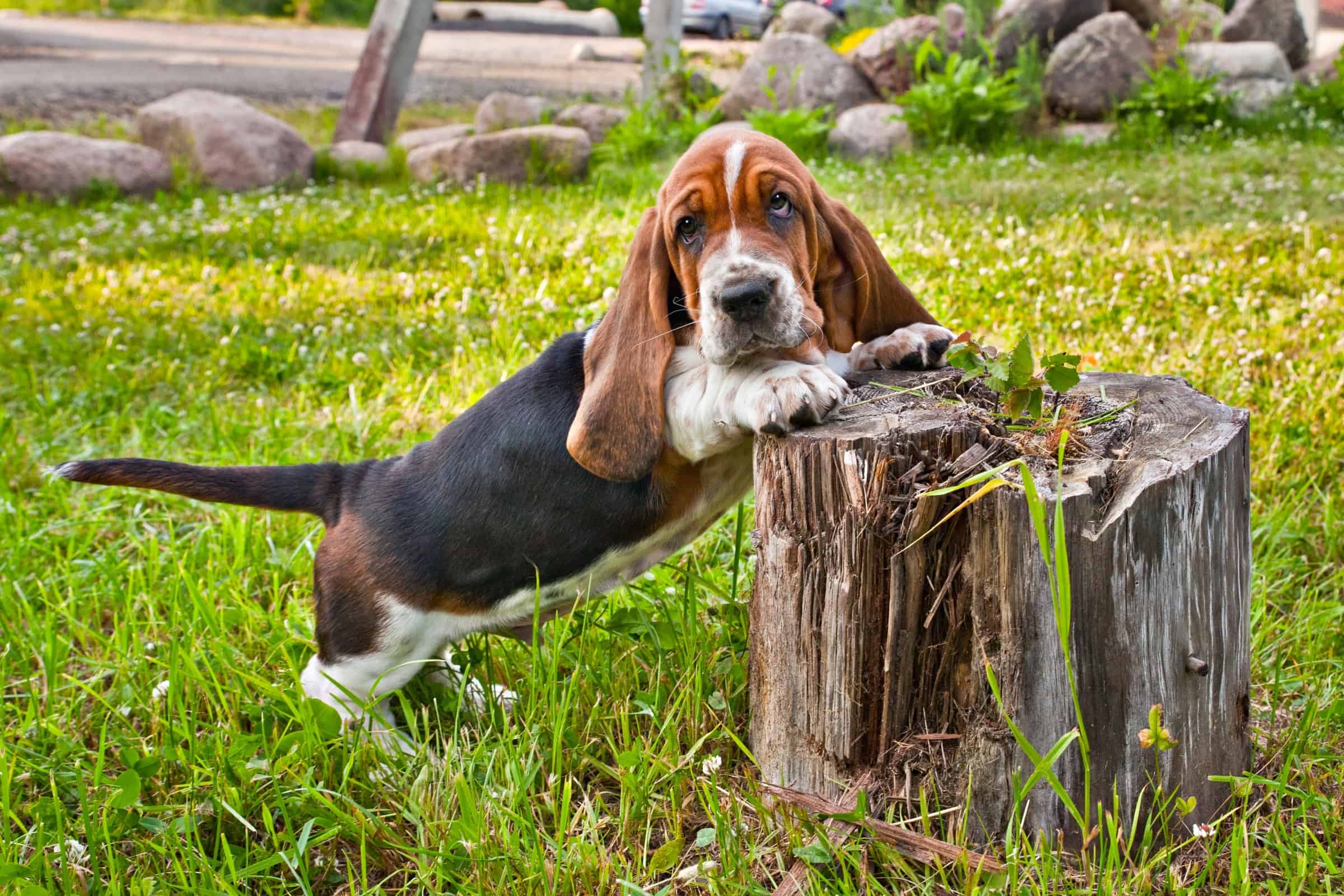 Mini Basset Hound: Breed Info, Size, Pictures, Traits & Facts