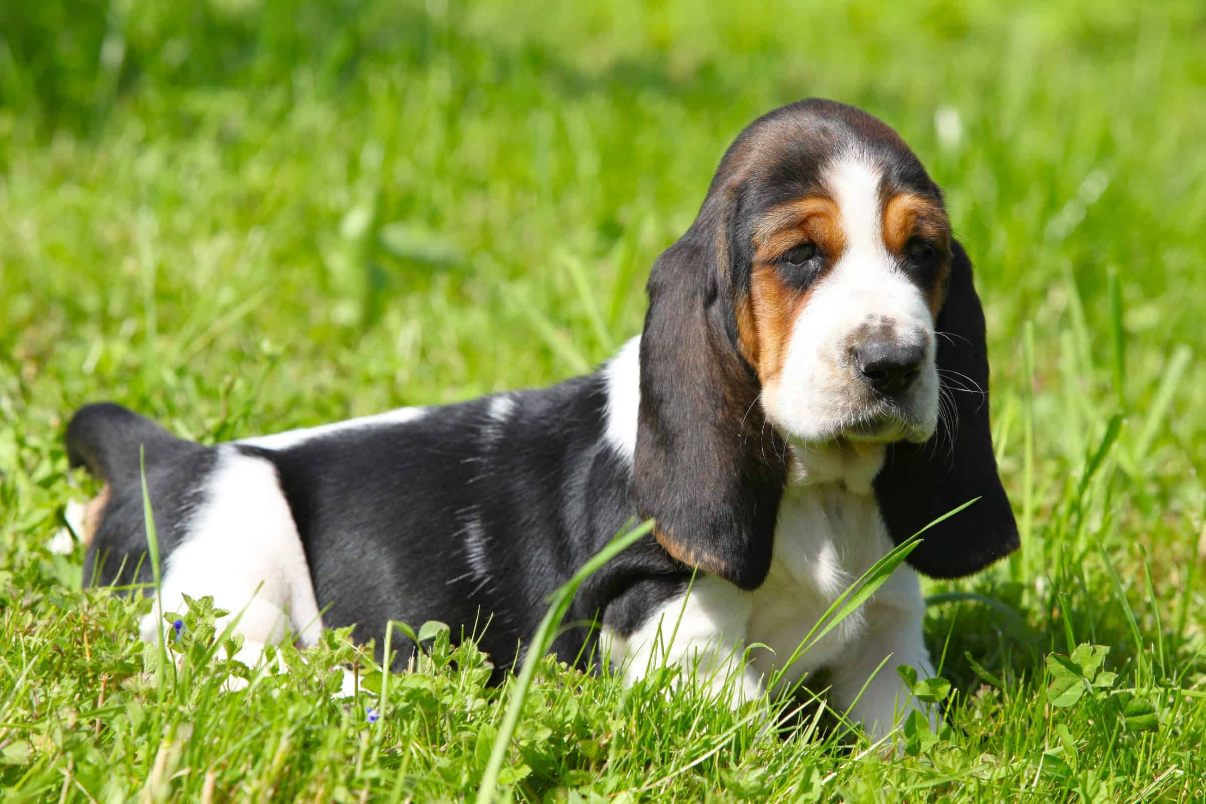 Mini Basset Hound: Breed Info, Size, Pictures, Traits & Facts