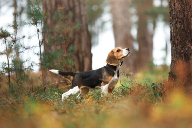 Pocket Beagle: Breed Info, Facts & Care Guide (With Pictures)