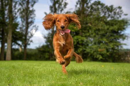 Mini Cocker Spaniel: Breed Info, Size, Pictures, Traits & Facts