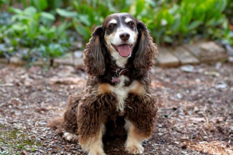 Mini Cocker Spaniel: Breed Info, Size, Pictures, Traits & Facts