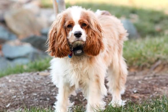 Mini Cocker Spaniel: Breed Info, Size, Pictures, Traits & Facts