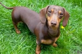 Mini Dachshund: Breed Info, Pictures, Traits & Care Guide