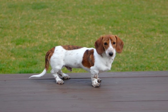 Mini Dachshund: Breed Info, Pictures, Traits & Care Guide