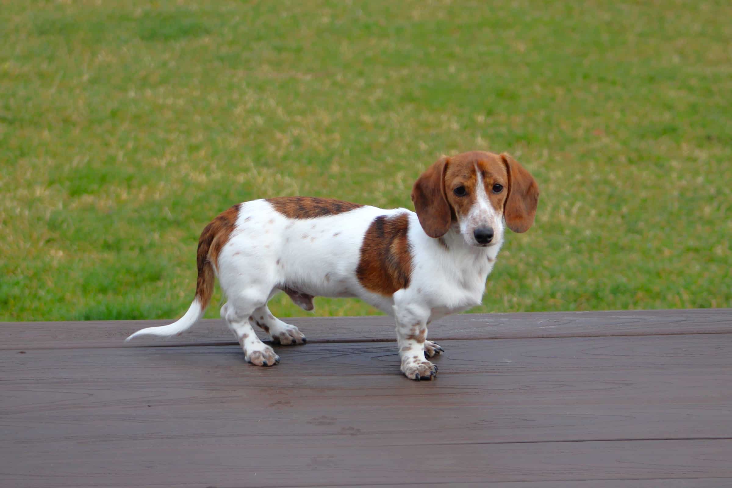 Mini Dachshund: Breed Info, Pictures, Traits & Care Guide