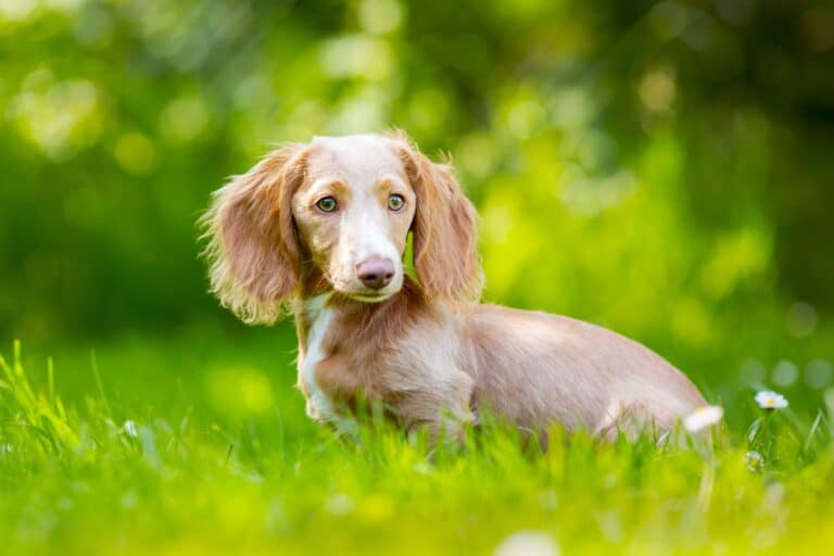 Mini Dachshund: Breed Info, Pictures, Traits & Care Guide