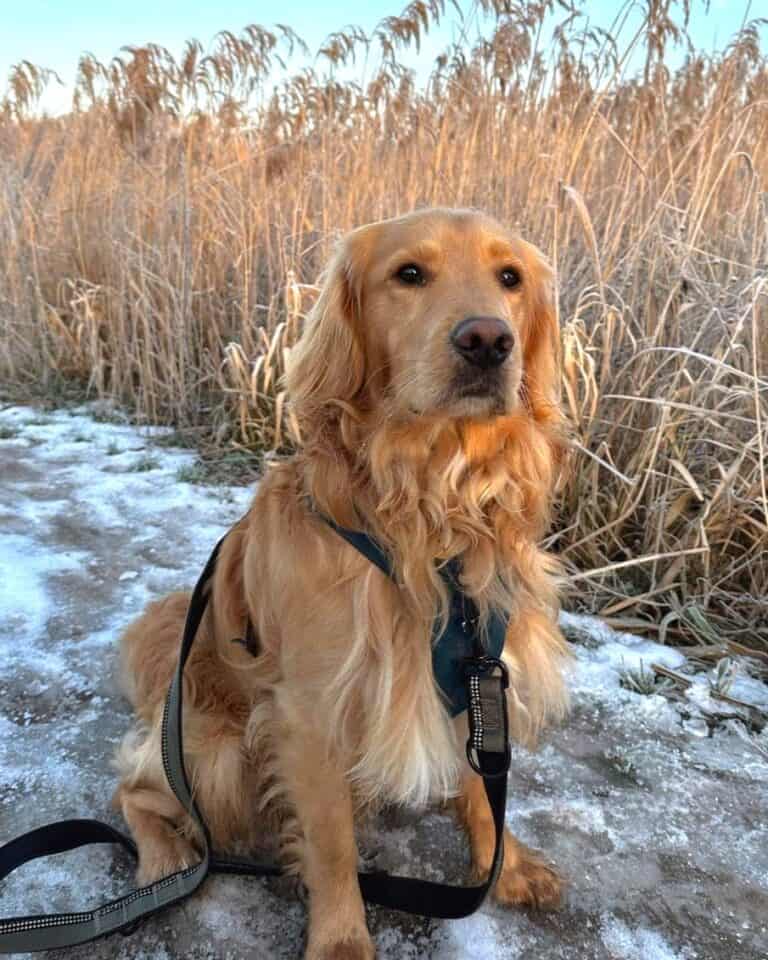 Mini Golden Retriever: Breed Info, Size, Pictures, Traits & Facts