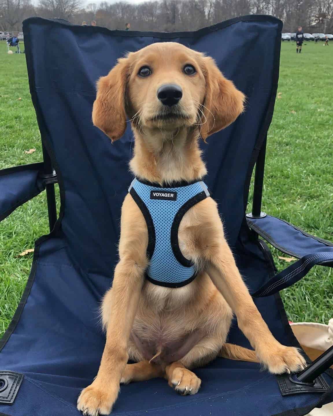 Mini Golden Retriever: Breed Info, Size, Pictures, Traits & Facts