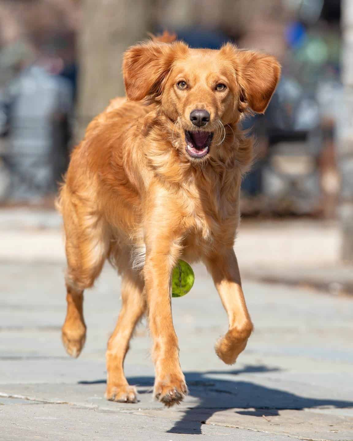 Mini Golden Retriever: Breed Info, Size, Pictures, Traits & Facts