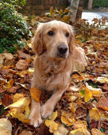 Mini Golden Retriever: Breed Info, Size, Pictures, Traits & Facts