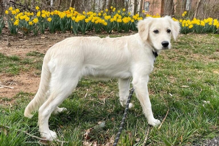 Mini Golden Retriever: Breed Info, Size, Pictures, Traits & Facts